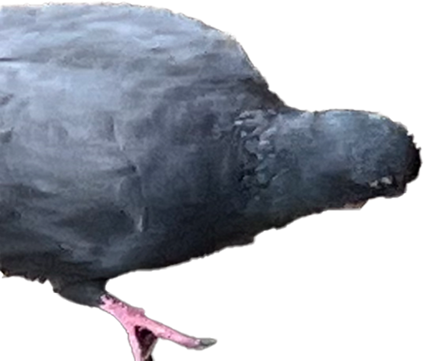 harmonic collection entry 5